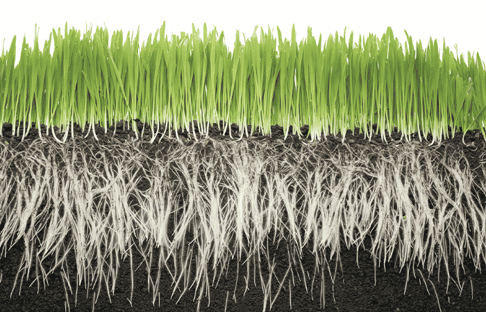 How Foliar Nutrients Complement a Soil Application - ATP Ag - Restoring ...