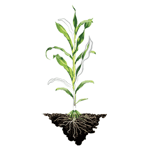 Corn - ATP Ag - Restoring the Balance