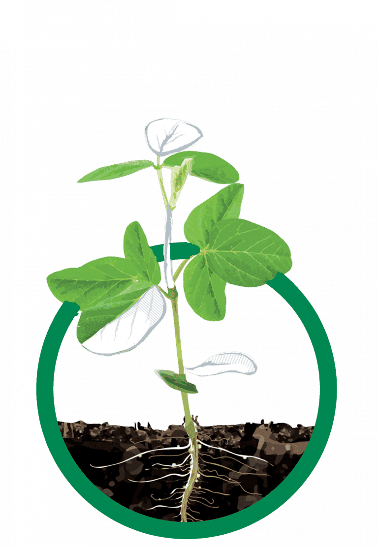 Soybean - ATP Ag - Restoring the Balance