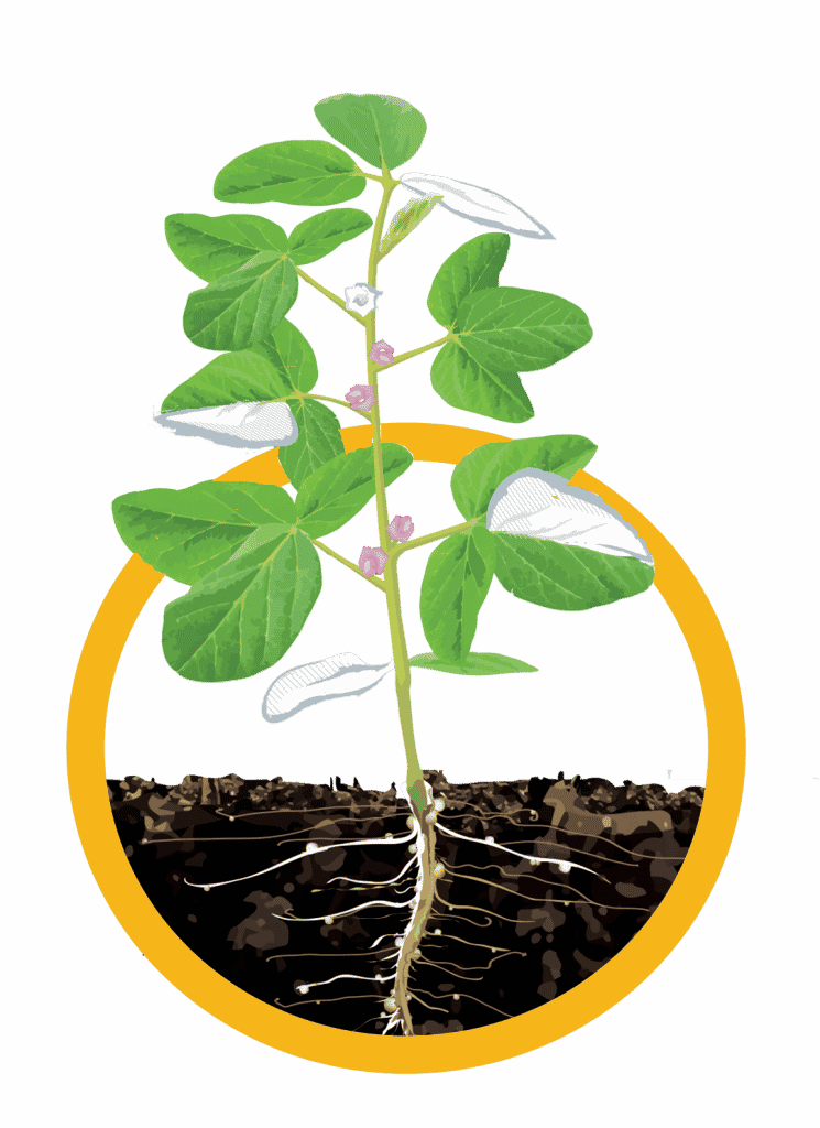 Soybean - ATP Ag - Restoring the Balance