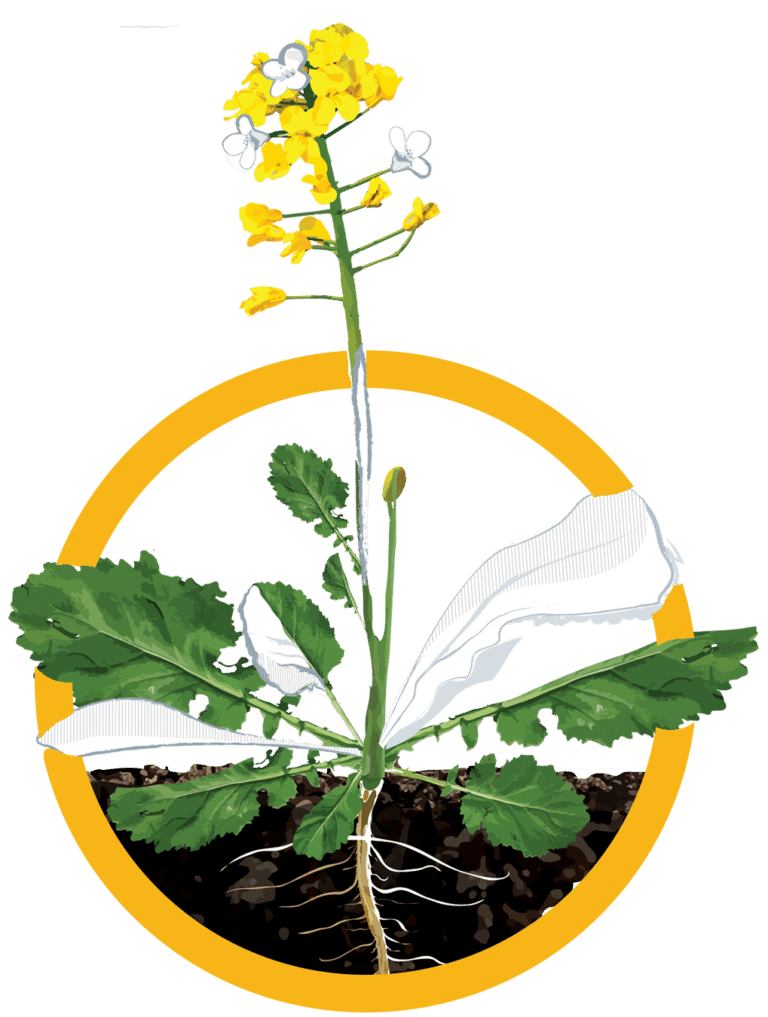 Canola - ATP Ag - Restoring the Balance