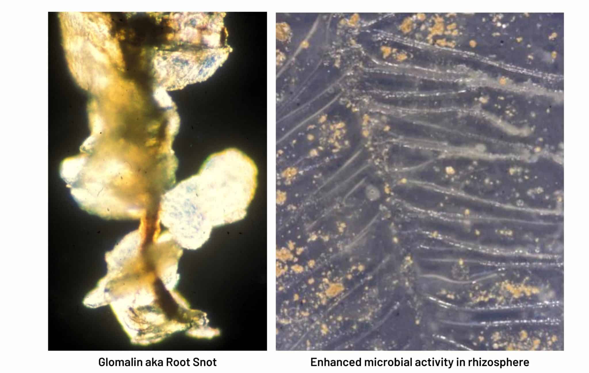 How snotty roots combat cold soils - ATP Ag - Restoring the Balance