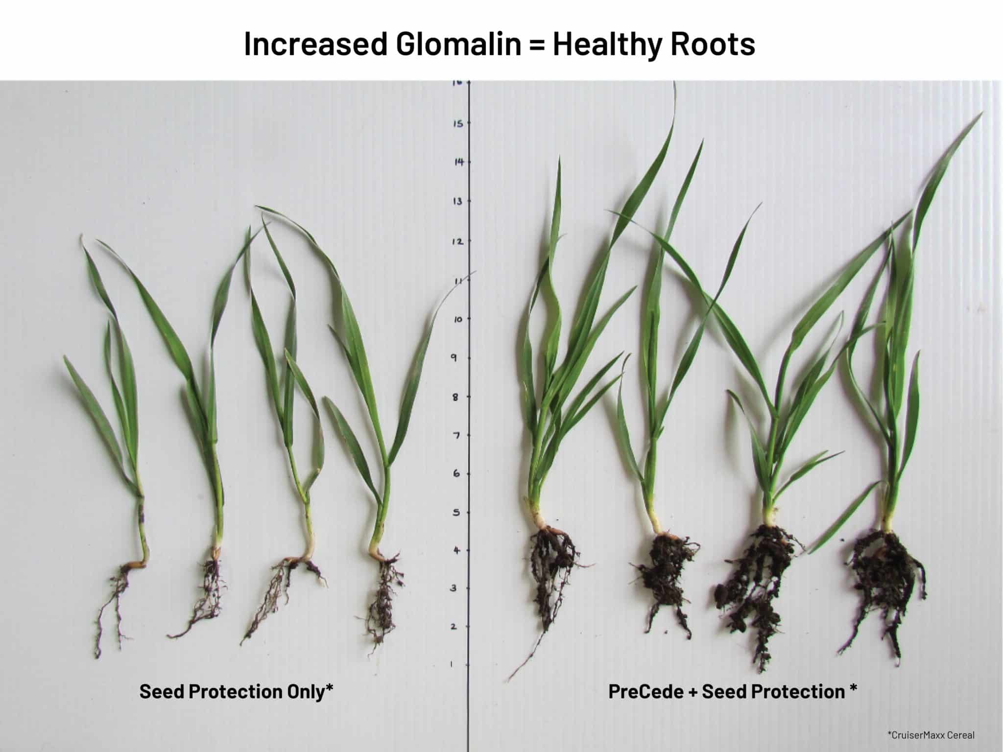 How snotty roots combat cold soils - ATP Ag - Restoring the Balance